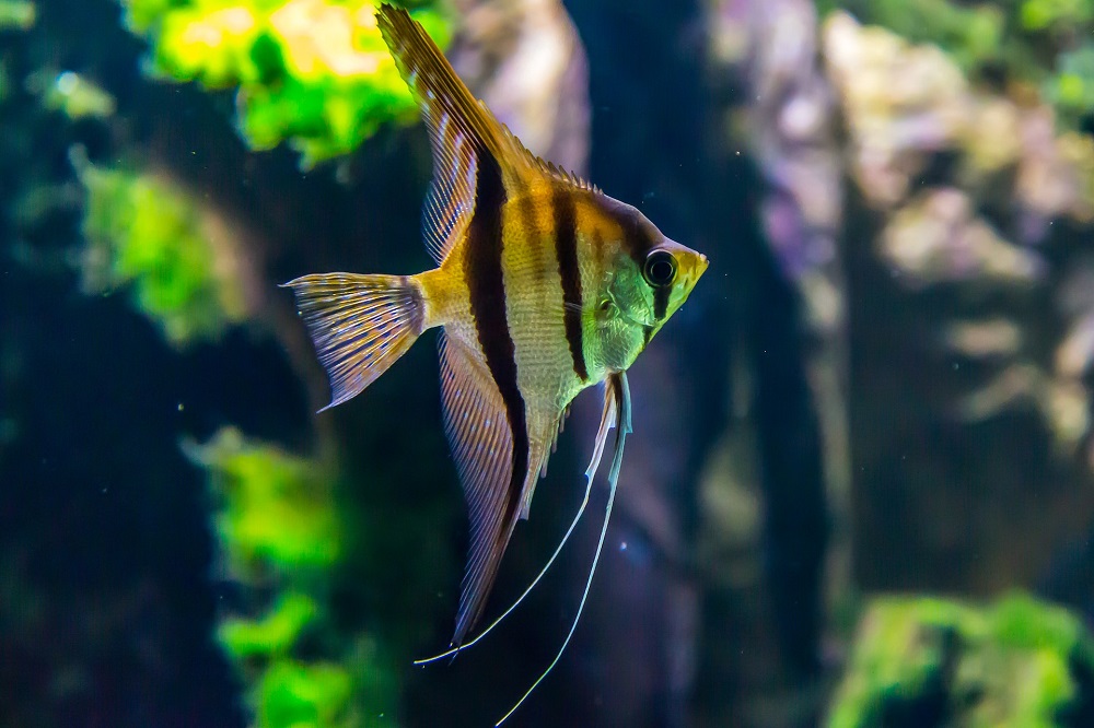 Akvariefisk