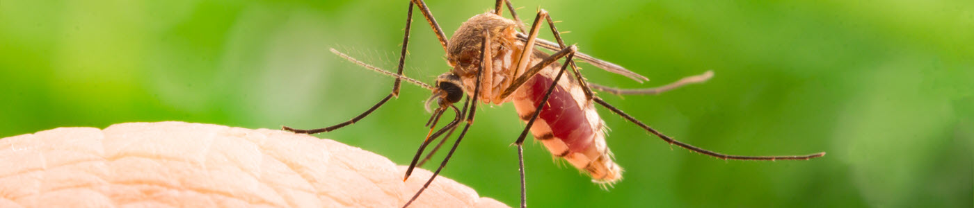 Fakta om mygg, knott og sviknott