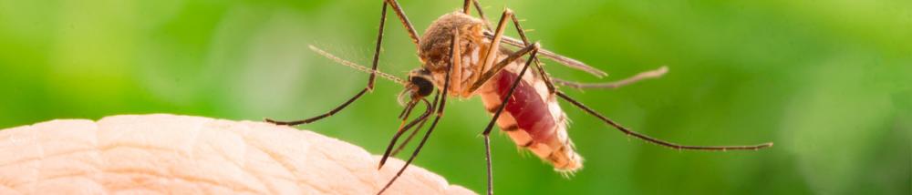 Fakta om mygg, knott og sviknott