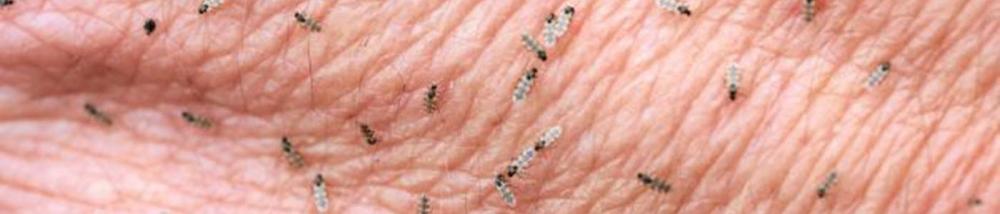 Facts about mosquitos, gnats and midges
