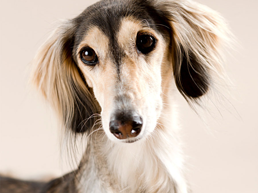 VET'S STORE - av Solstadens Smådjursklinik