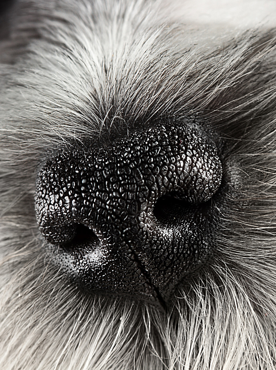 Dummies & Apportleksaker - Jak, lek, träning | Vet’s Store