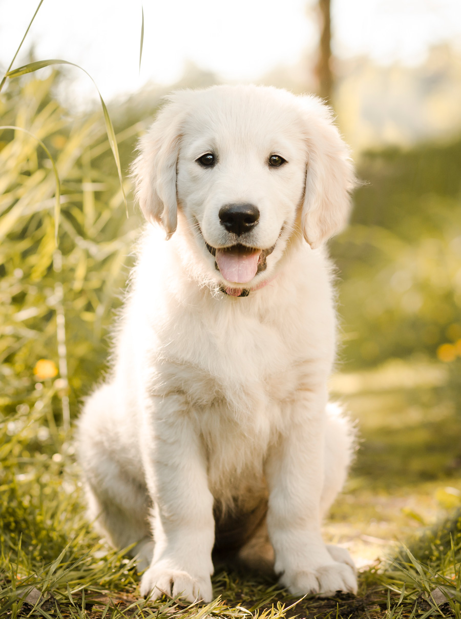 Allt för din valp, foder och mycket mer | Vet's Store.se