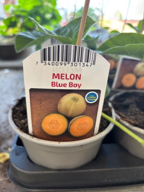 Melon Blue boy